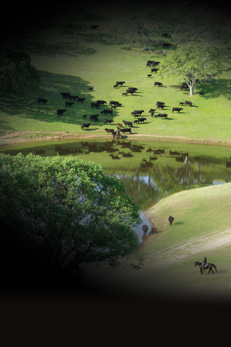 Home - Sierra Ranches